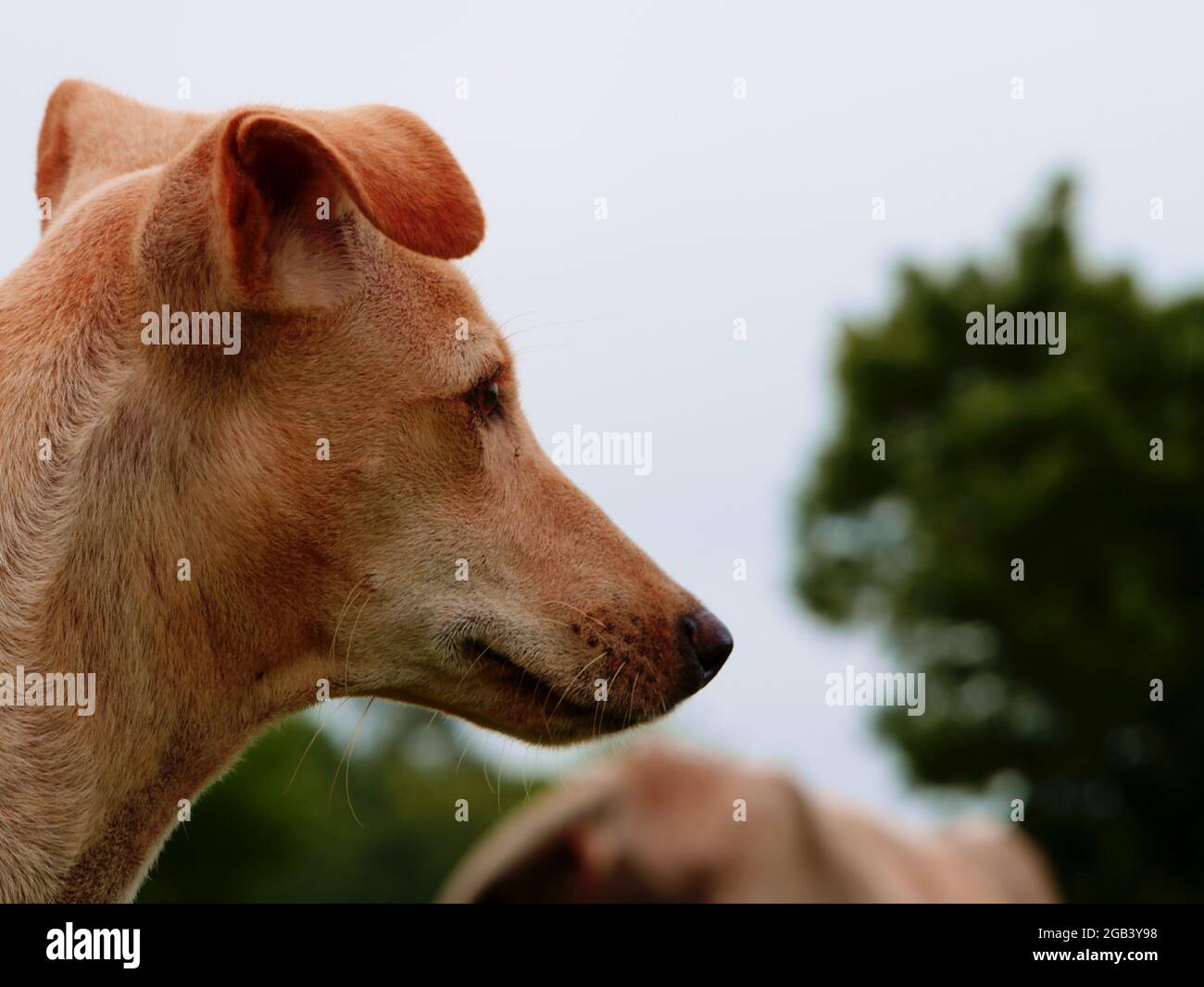 Dog right side face presented on blur tree with sky background, Animal ...