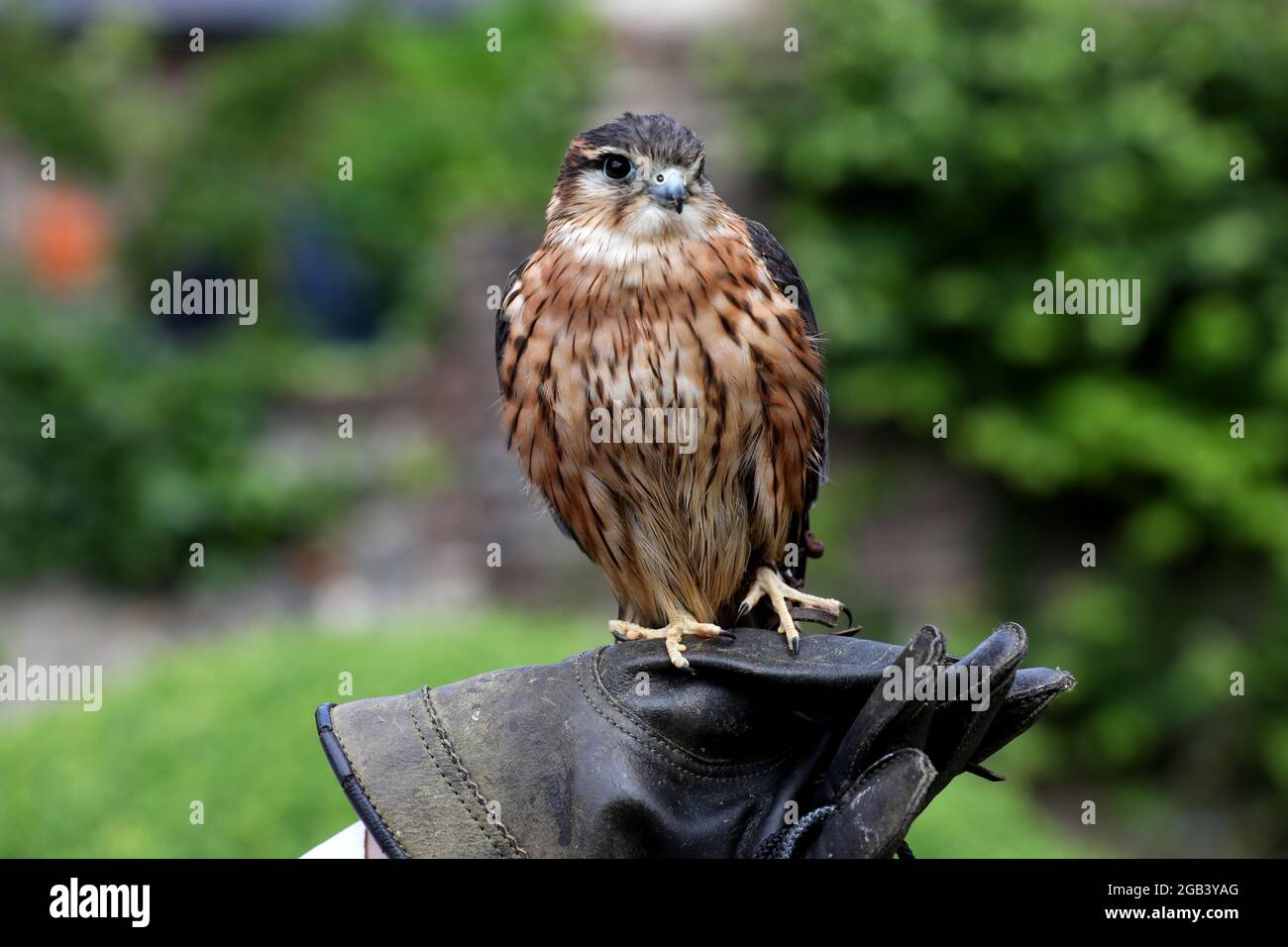A beautiful Merlin Bird, (a small species of falcon from the Northern ...