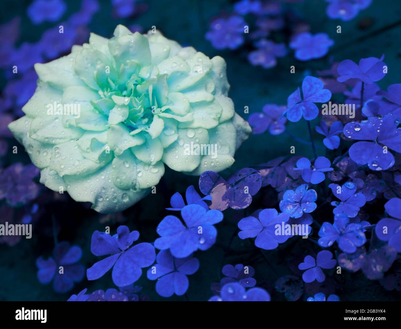 Single rose lying on grass field, Amazing nature background image Stock ...