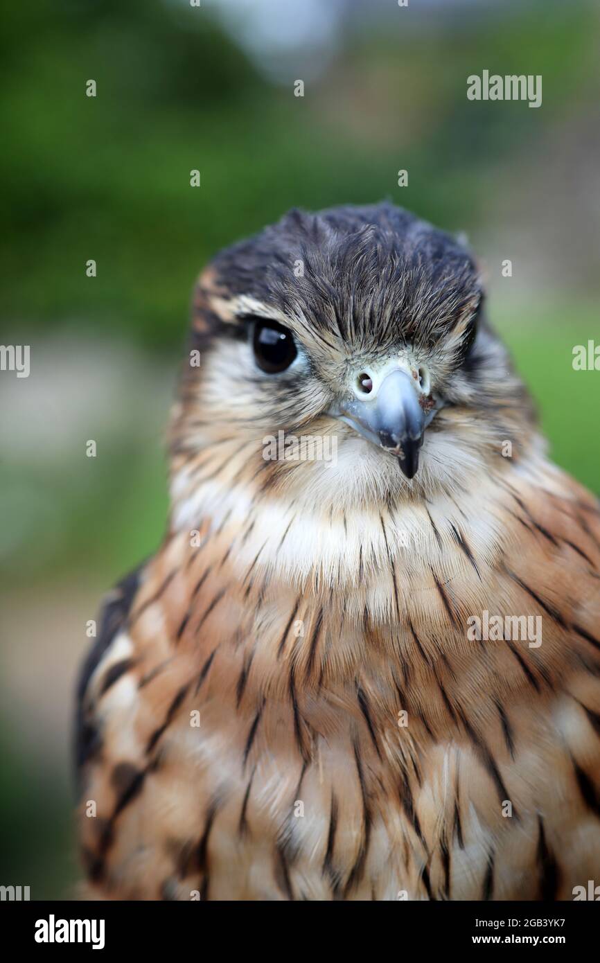 A beautiful Merlin Bird, (a small species of falcon from the Northern ...