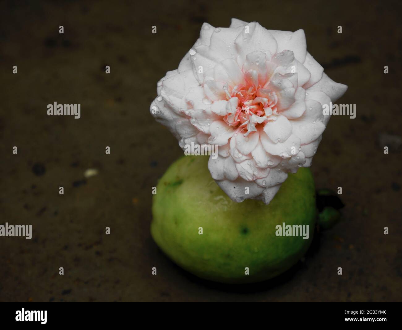 Guava fruit growing rose concept for commercial nature background on ...