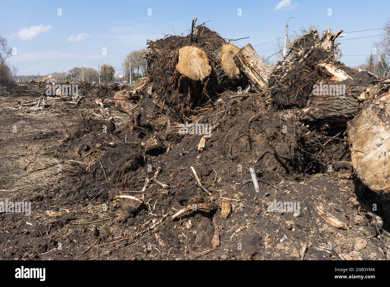 The tree stumps was uprooted from the ground. stump grubbing and ...