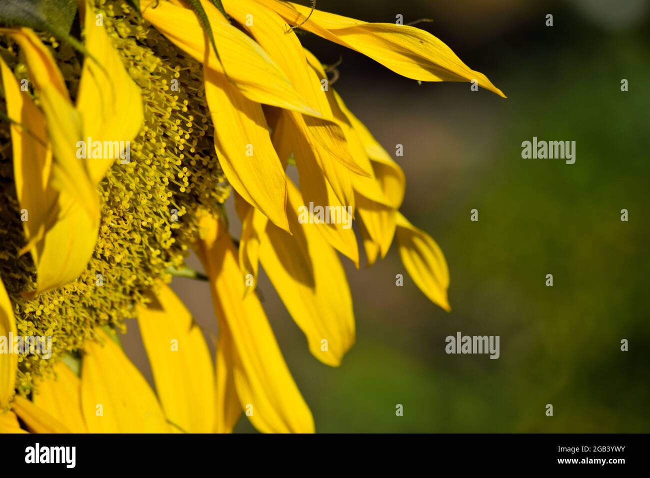single yellow sunflower in garden outside close up. nature outdoor ...
