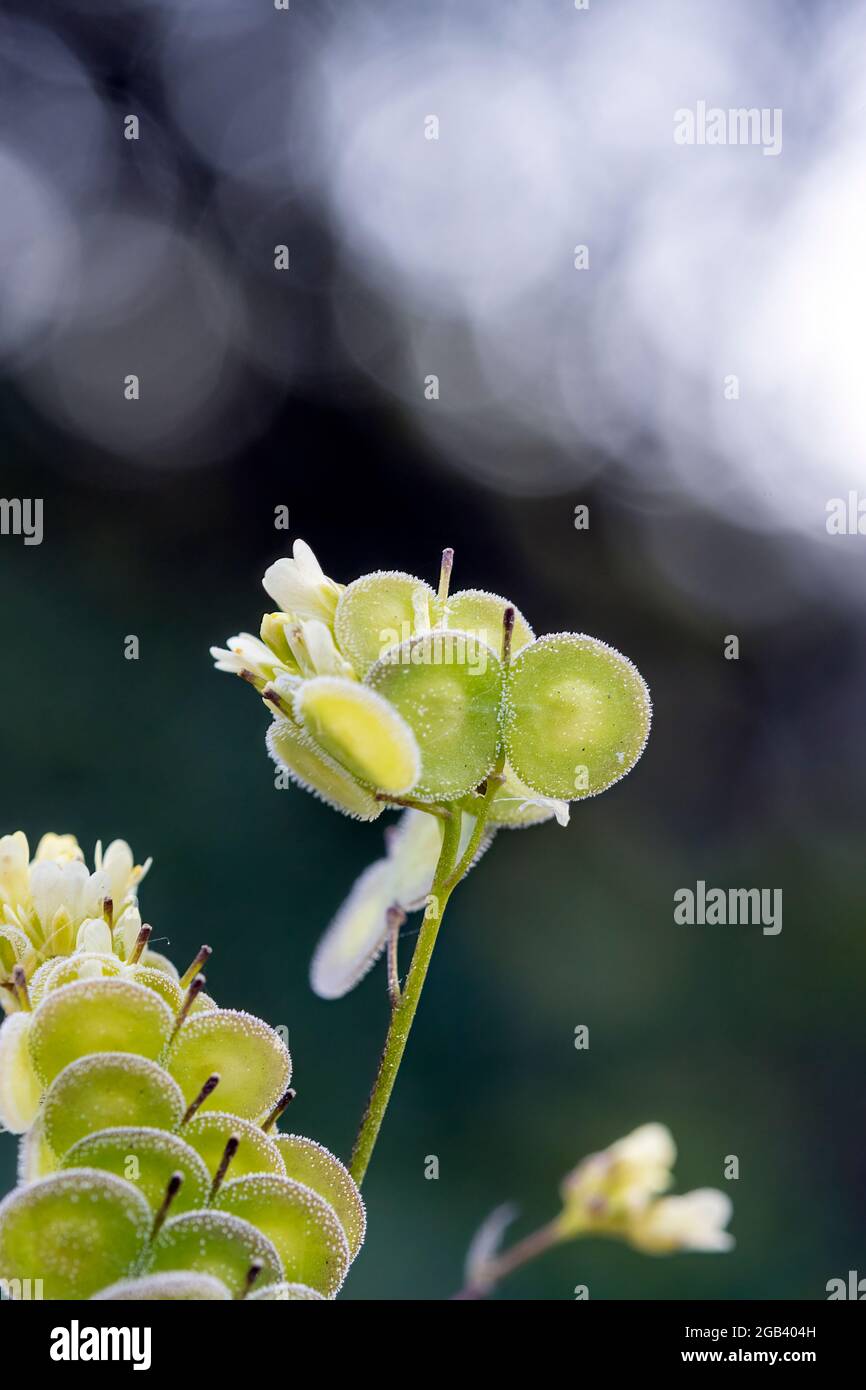 Family of the brassicaceae hi-res stock photography and images - Alamy