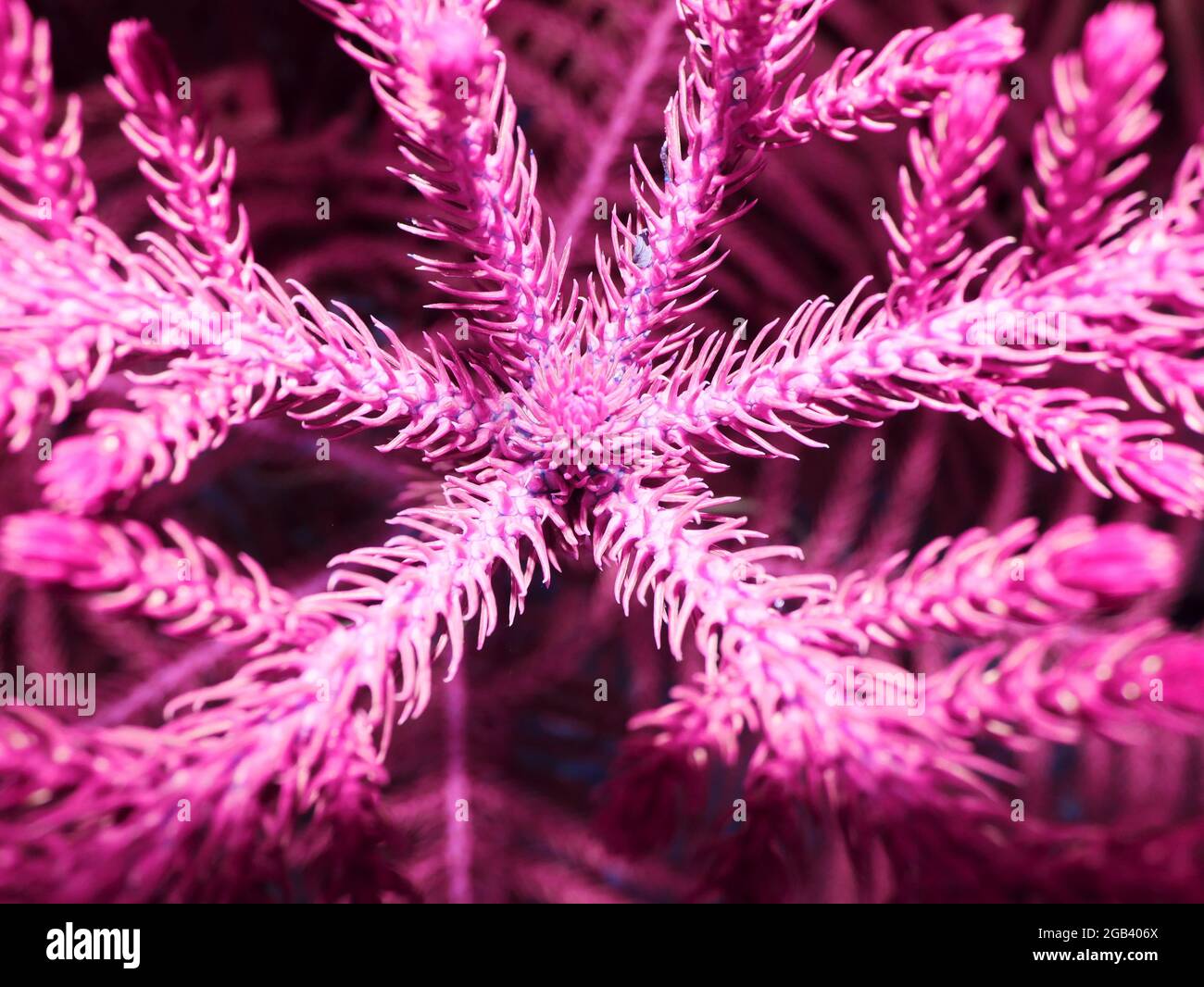 Designer colorful thorn leaves image, nature commercial background ...