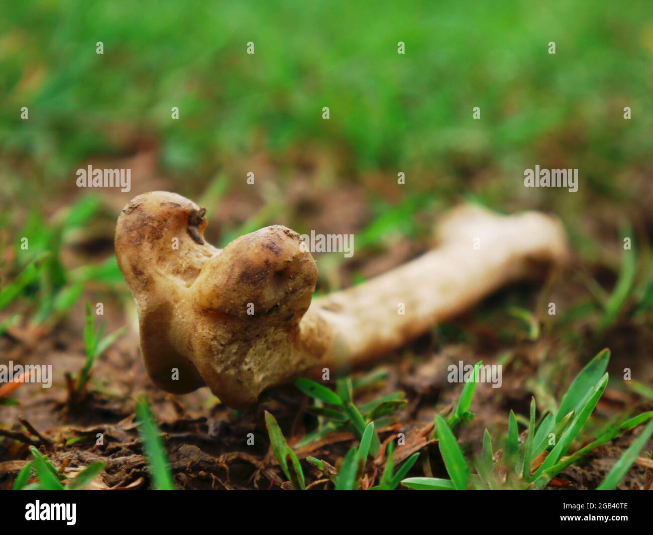 Animal bone lying on grass field, Animal relics background concept ...