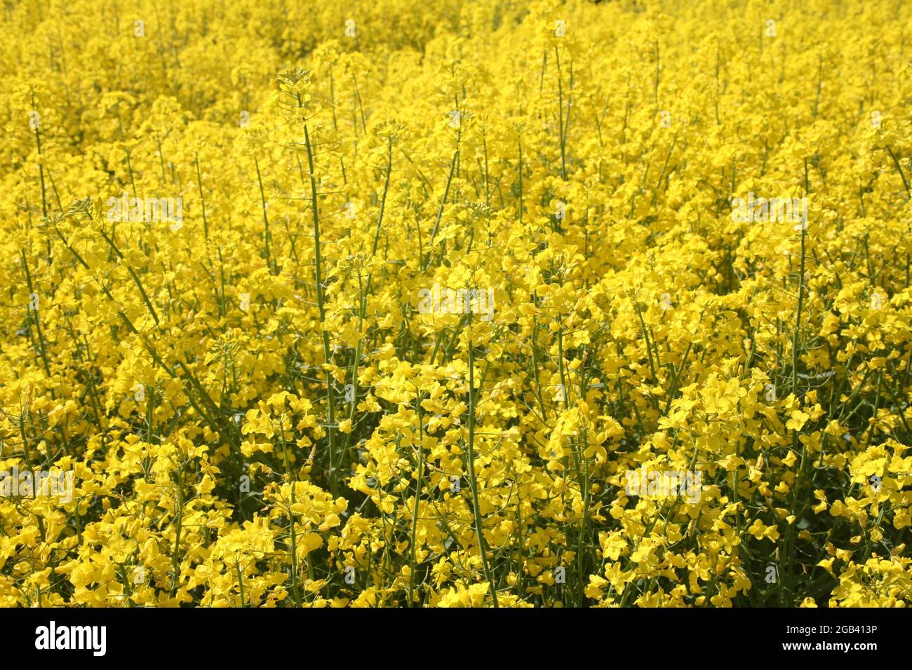 Rape field, rape, brassica napus, blooming rapeseed, yellow canola Stock Photo - Alamy