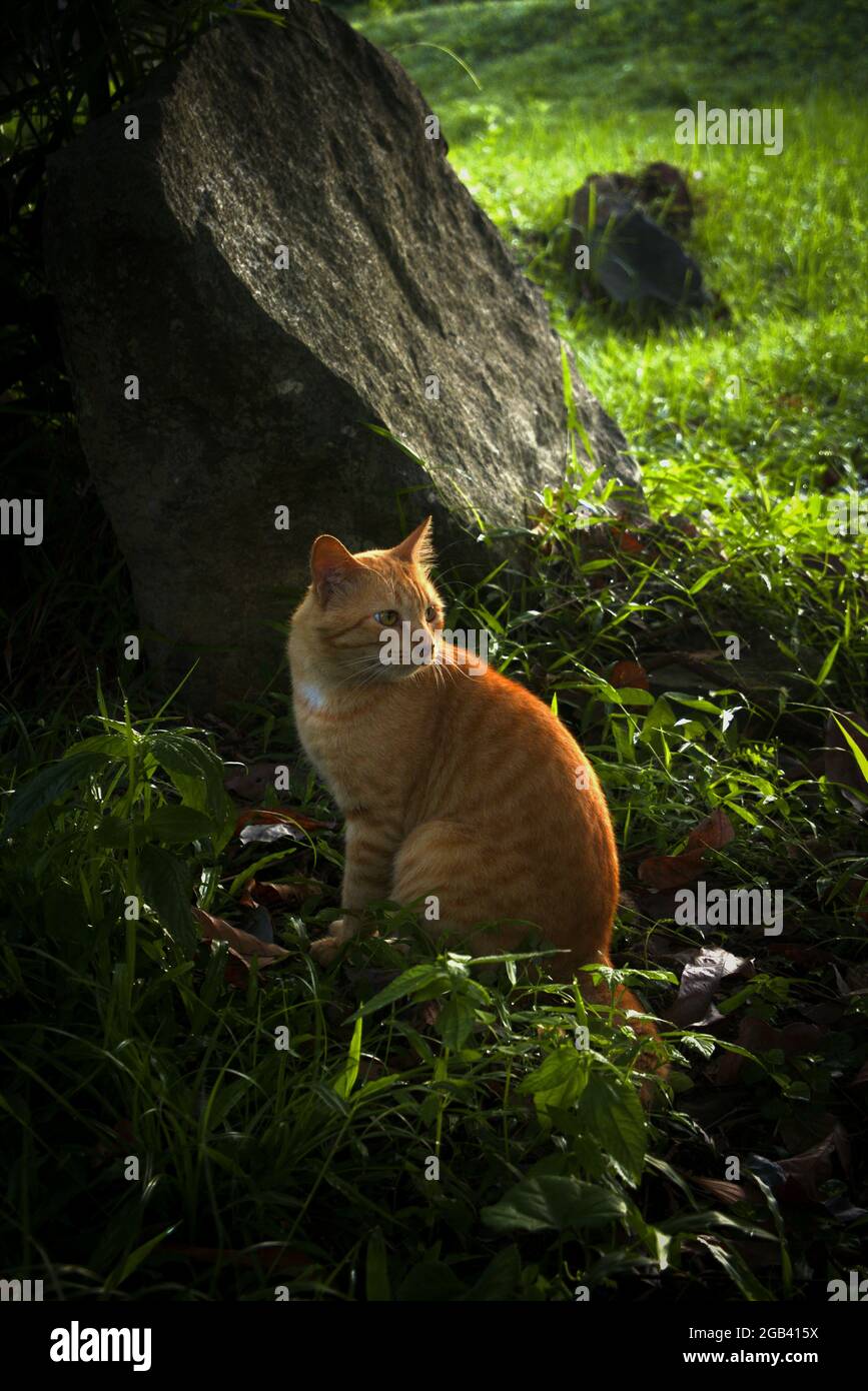 Sunlight outdoor hi-res stock photography and images - Alamy