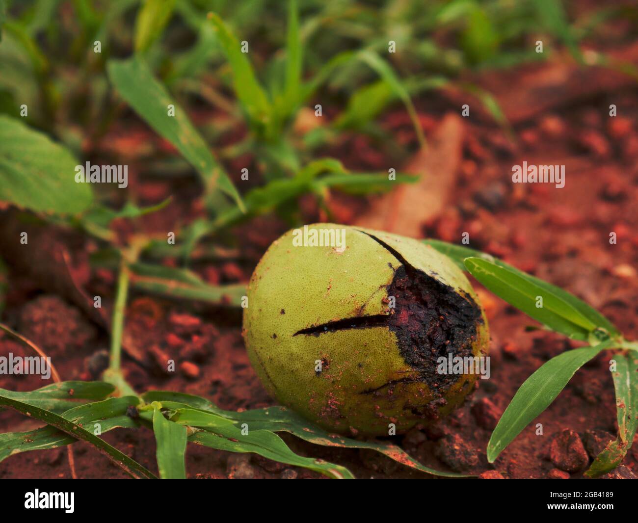 Damaged mango hi-res stock photography and images - Alamy