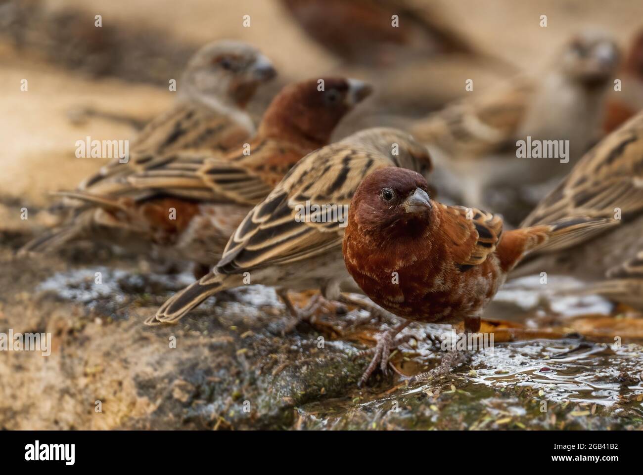 Sparrow wildlife bird hi-res stock photography and images - Alamy
