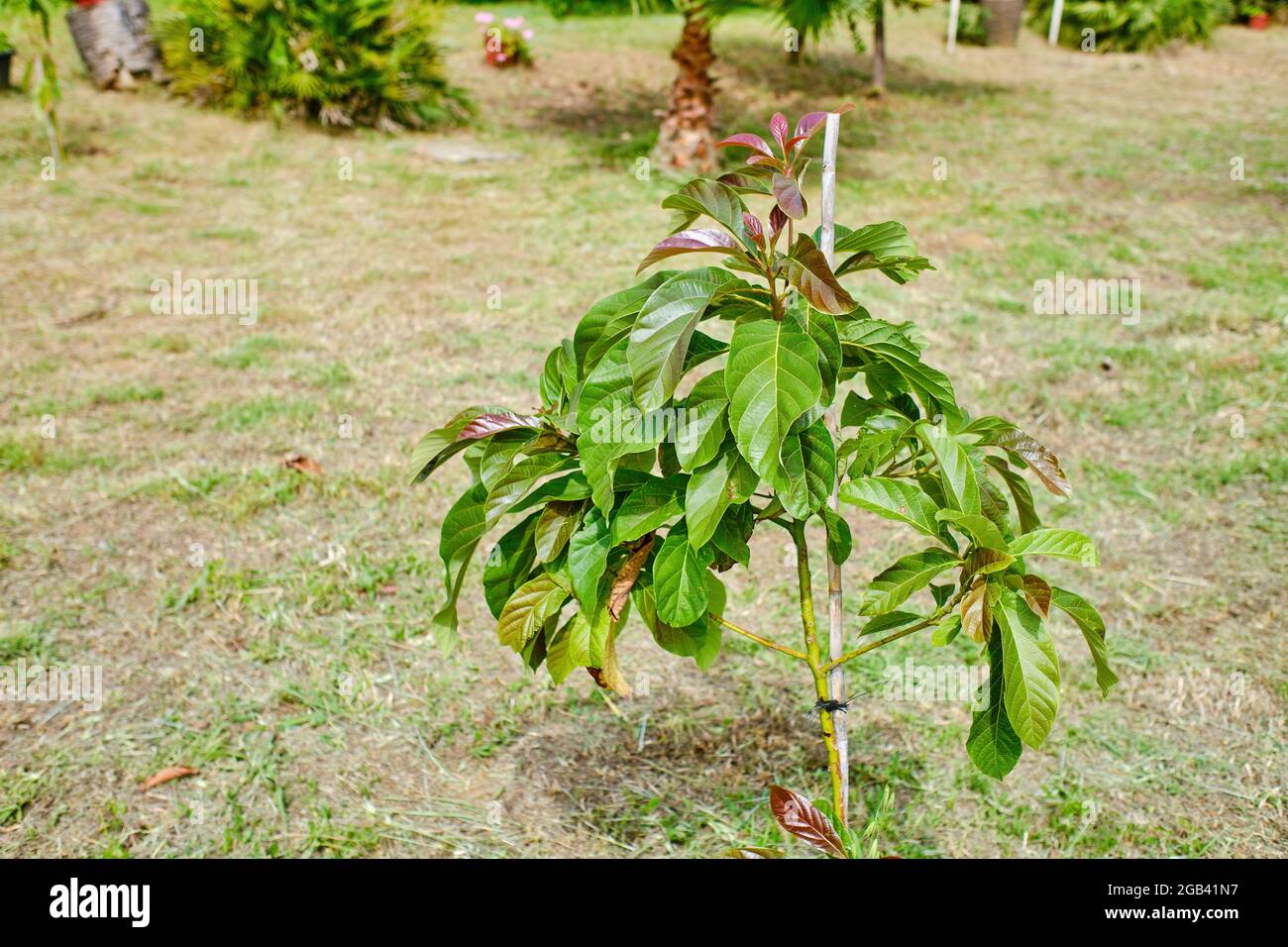 Small avocado tree pot hi-res stock photography and images - Alamy