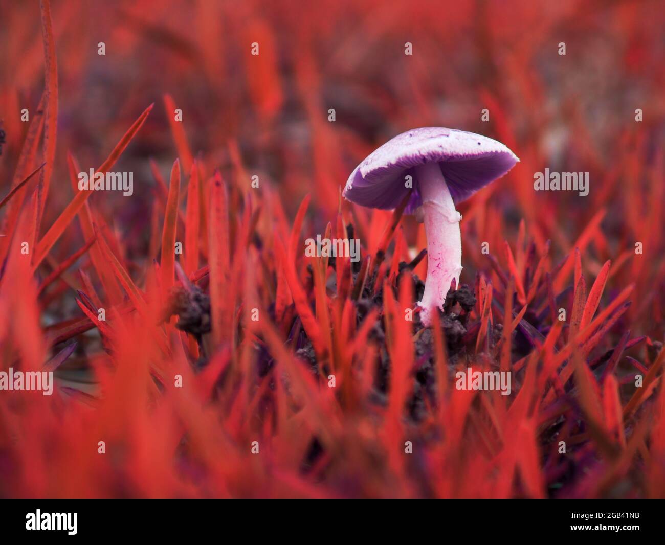 Growing mushroom on maroon grass soil field, Nature vegetable text ...