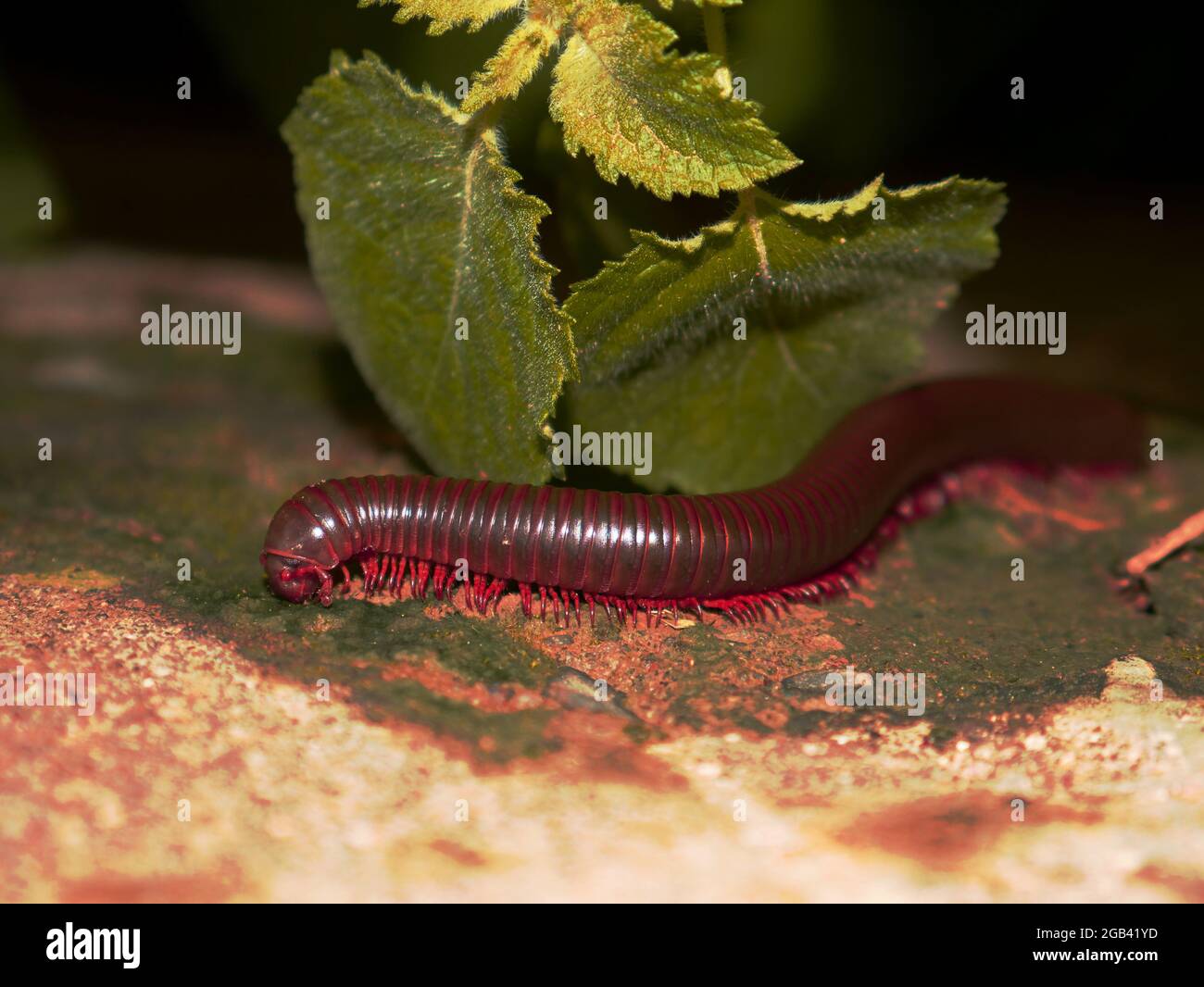 Asian millipede insect presented with green leaves plant on wall, top ...