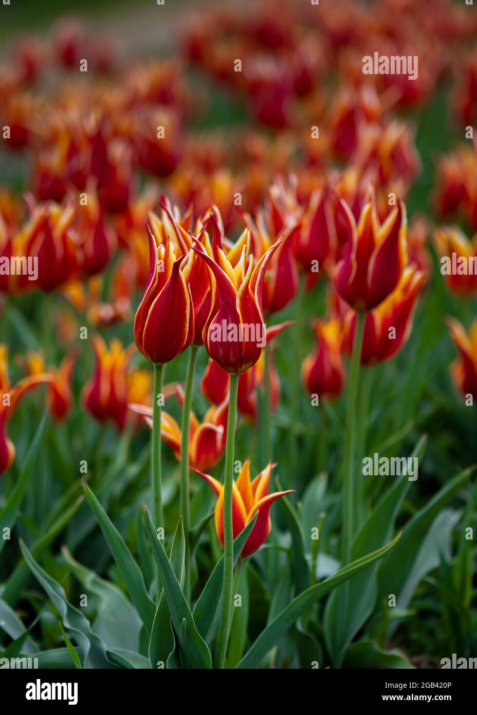 Aladdin Tulips at Veldheer Tulip Gardens, in Holland, Michigan Stock ...