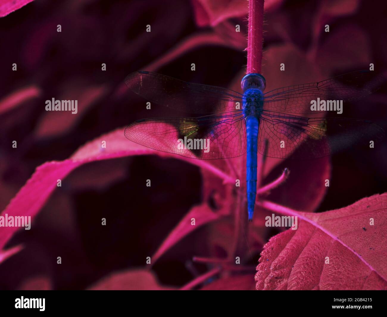 Blue color dragonfly sitting upon maroon color plant, Nature insect ...