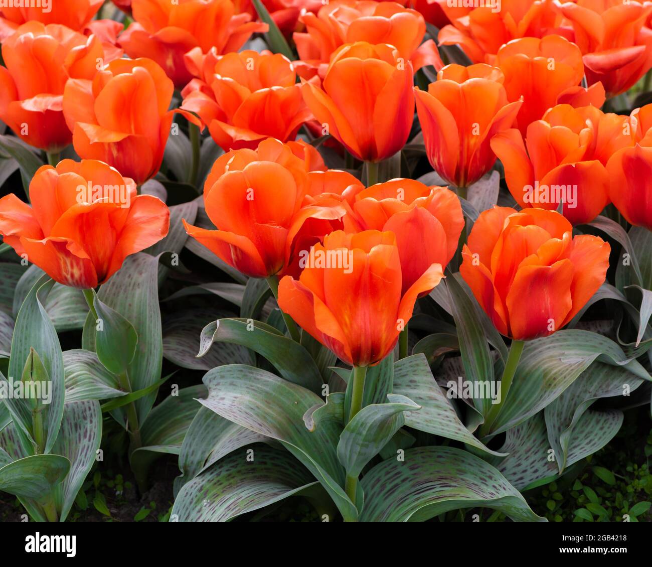 Giant Orange Sunset Tulips at Veldheer Tulip Gardens, in Holland ...