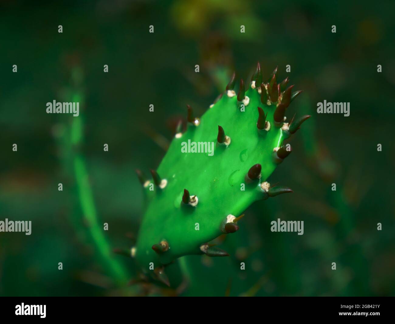 Cactus leaf presented with multiple thorns on blur text space ...