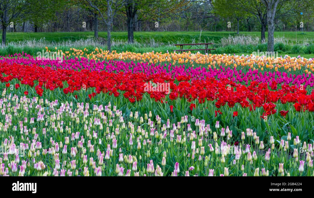 Field of tulips at Veldheer Tulip Gardens, in Holland, Michigan Stock ...