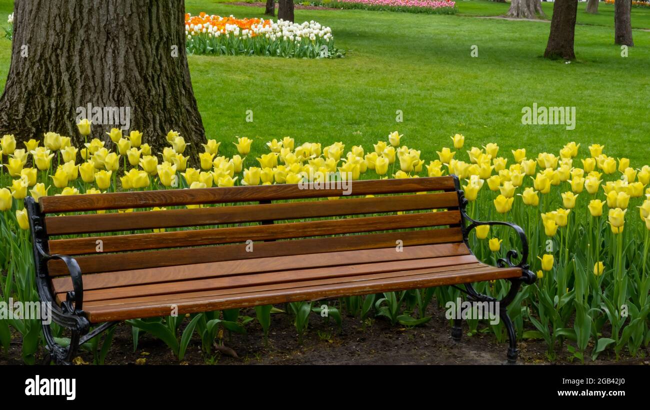 Tulips and bench at Centennial Park, in Holland, Michigan Stock Photo ...