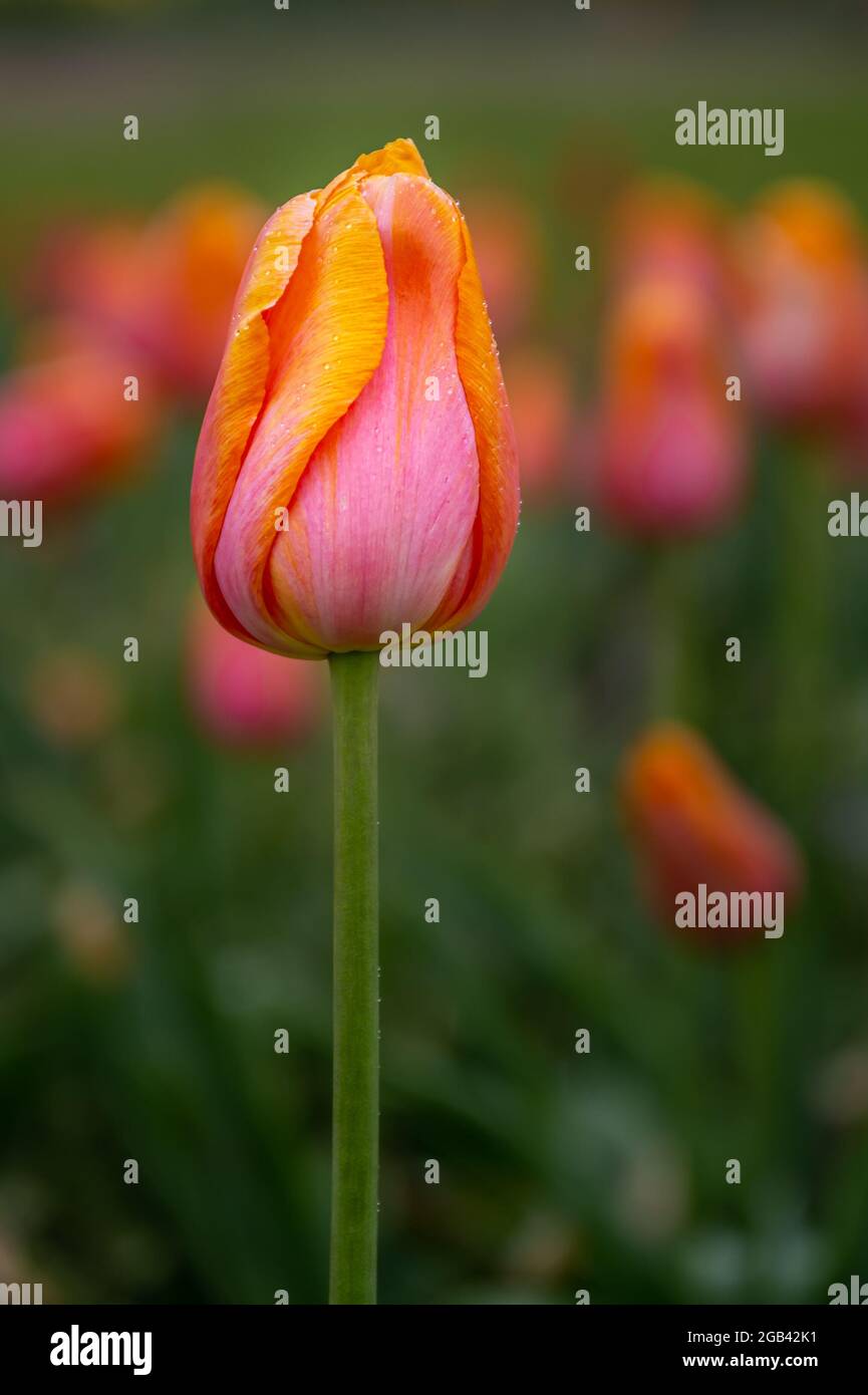 "Potential", Close-up of a tulip at Windmill Island Gardens, Holland ...