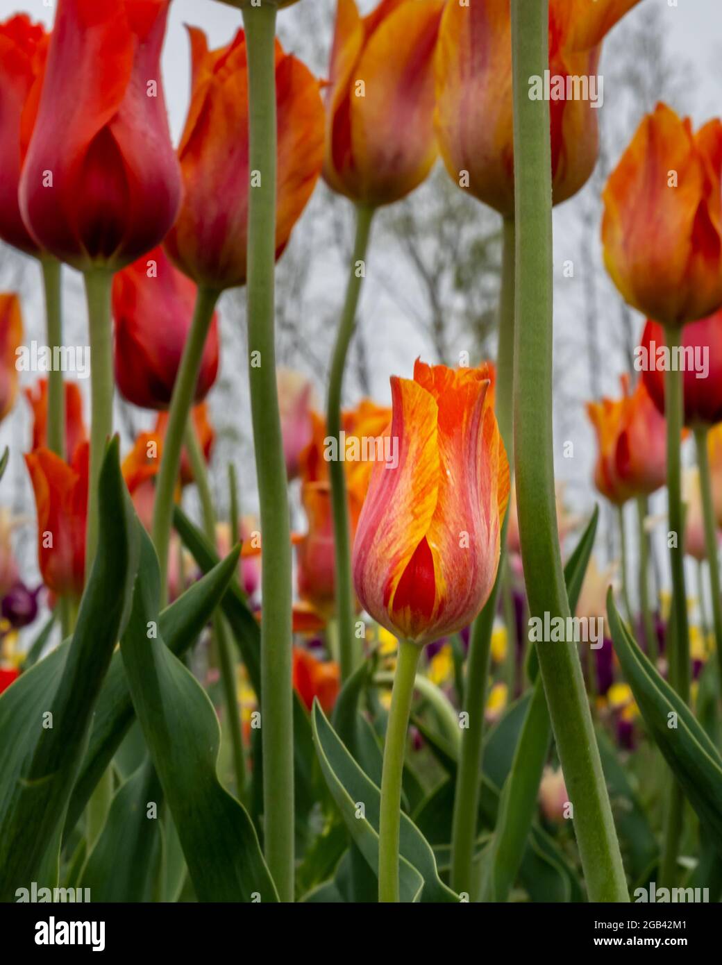 Tulips at Windmill Island Gardens, in Holland, Michigan Stock Photo - Alamy