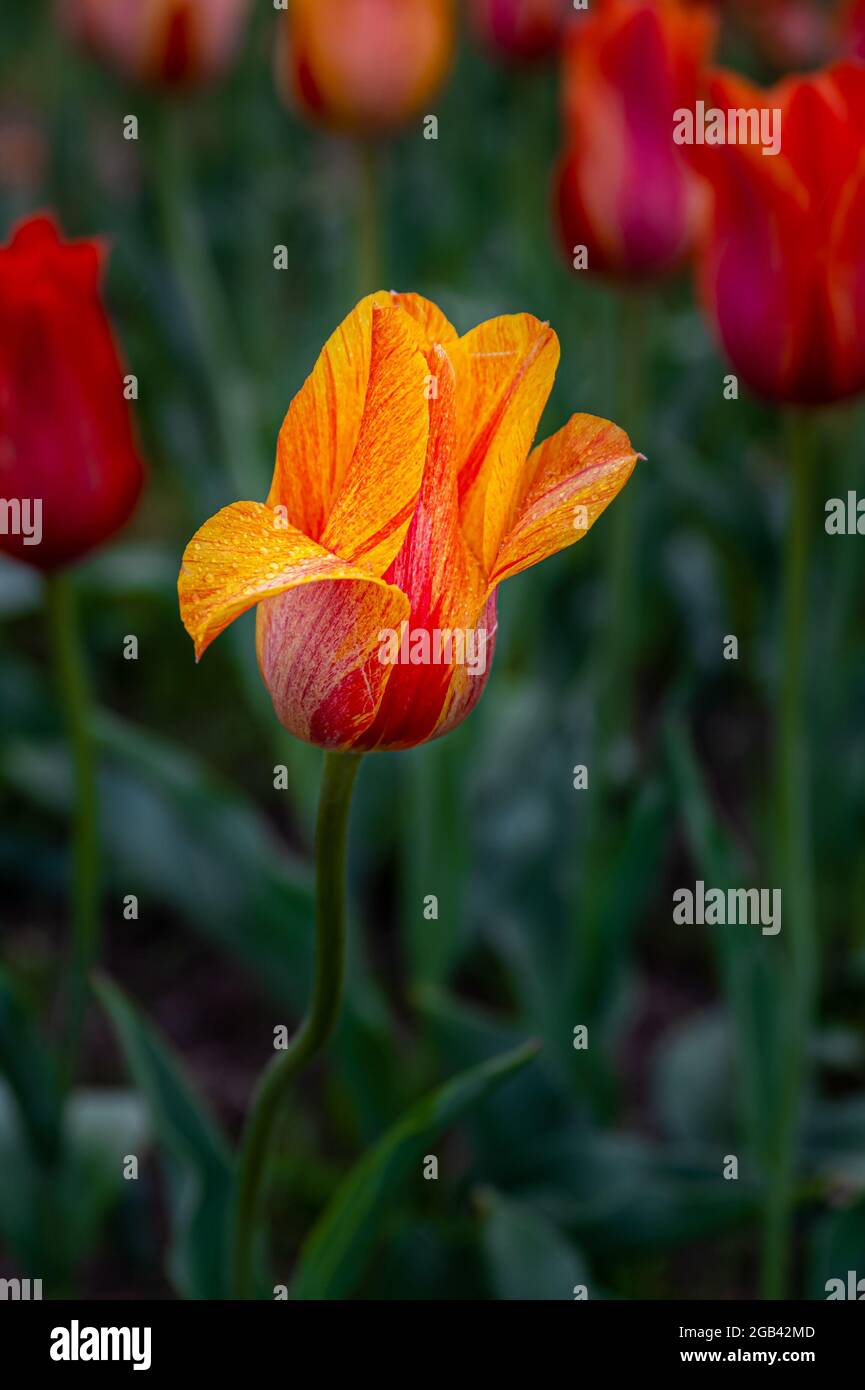 Close-up of a tulip at Windmill Island Gardens, Holland, Michigan Stock ...
