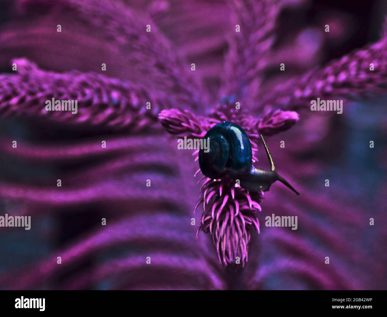 Leech insect climbing on purple thorns leaves with blur nature ...