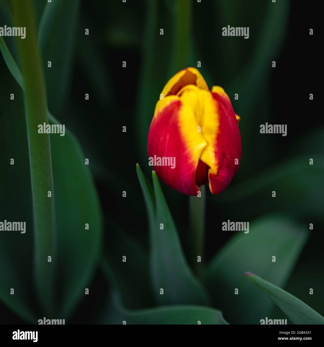 Veldheer tulip gardens hi-res stock photography and images - Alamy