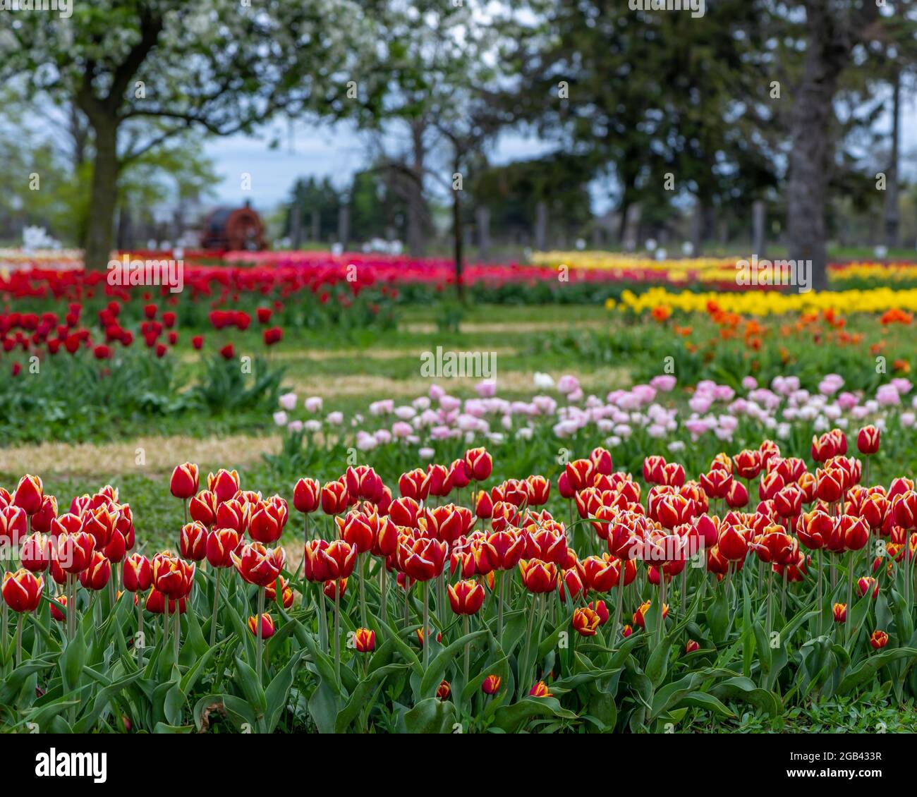 Field of tulips at Veldheer Tulip Gardens, in Holland, Michigan Stock ...
