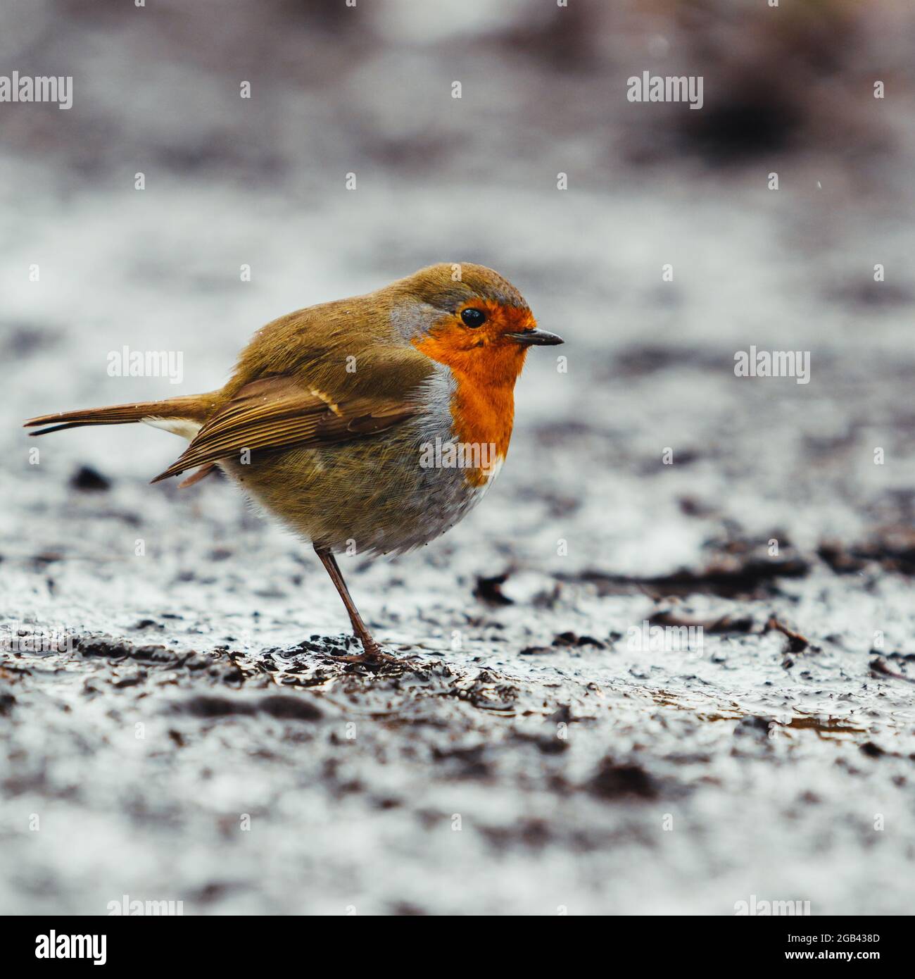 A robin looking for food on a path in the woods during winter Stock ...