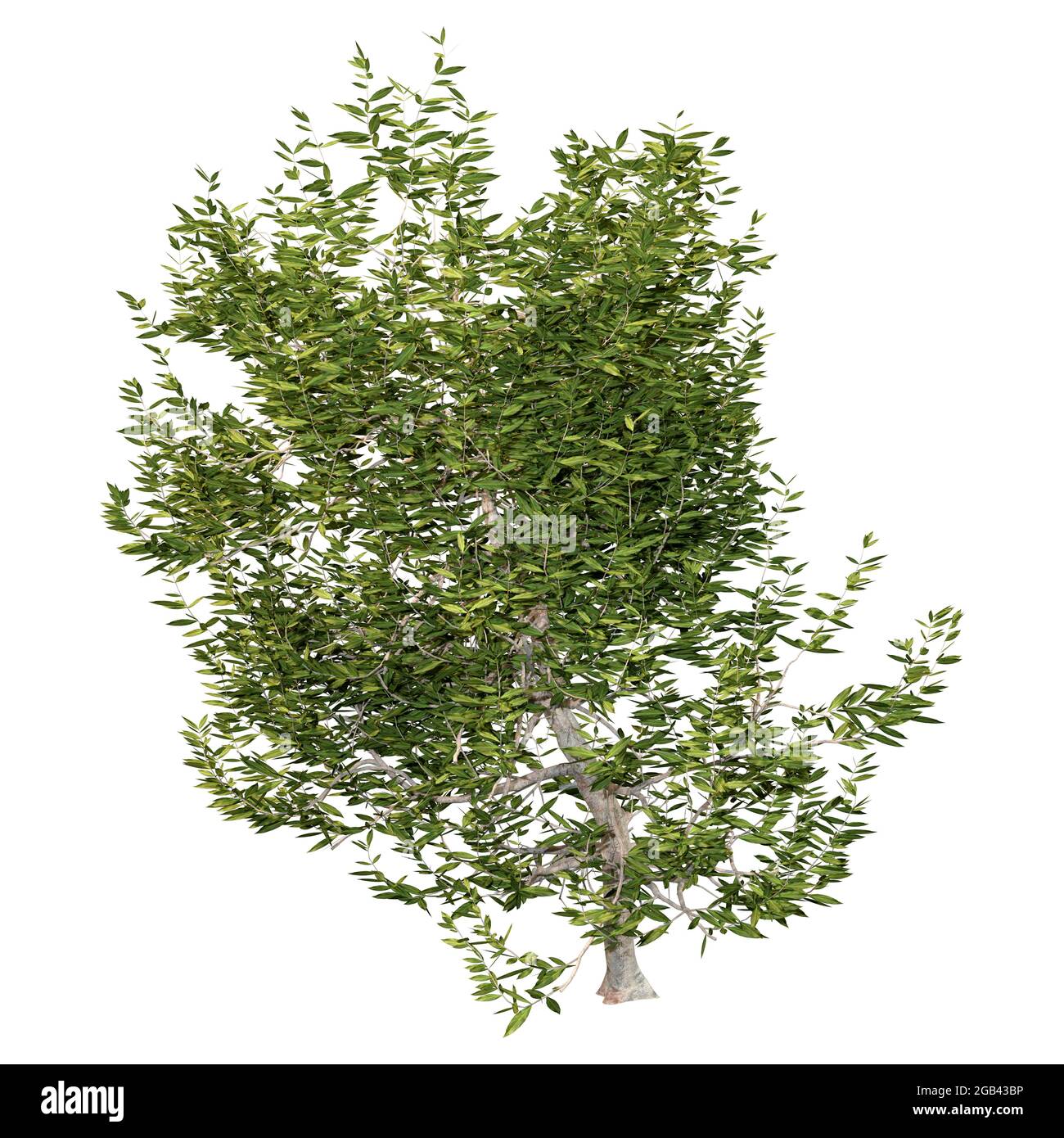3D rendering of a green bay tree or Pimenta racemosa isolated on white ...