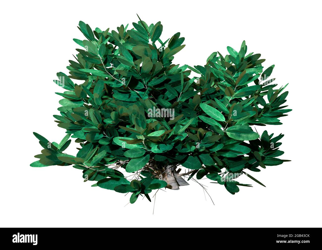 3D rendering of a green sage plant isolated on white background Stock ...