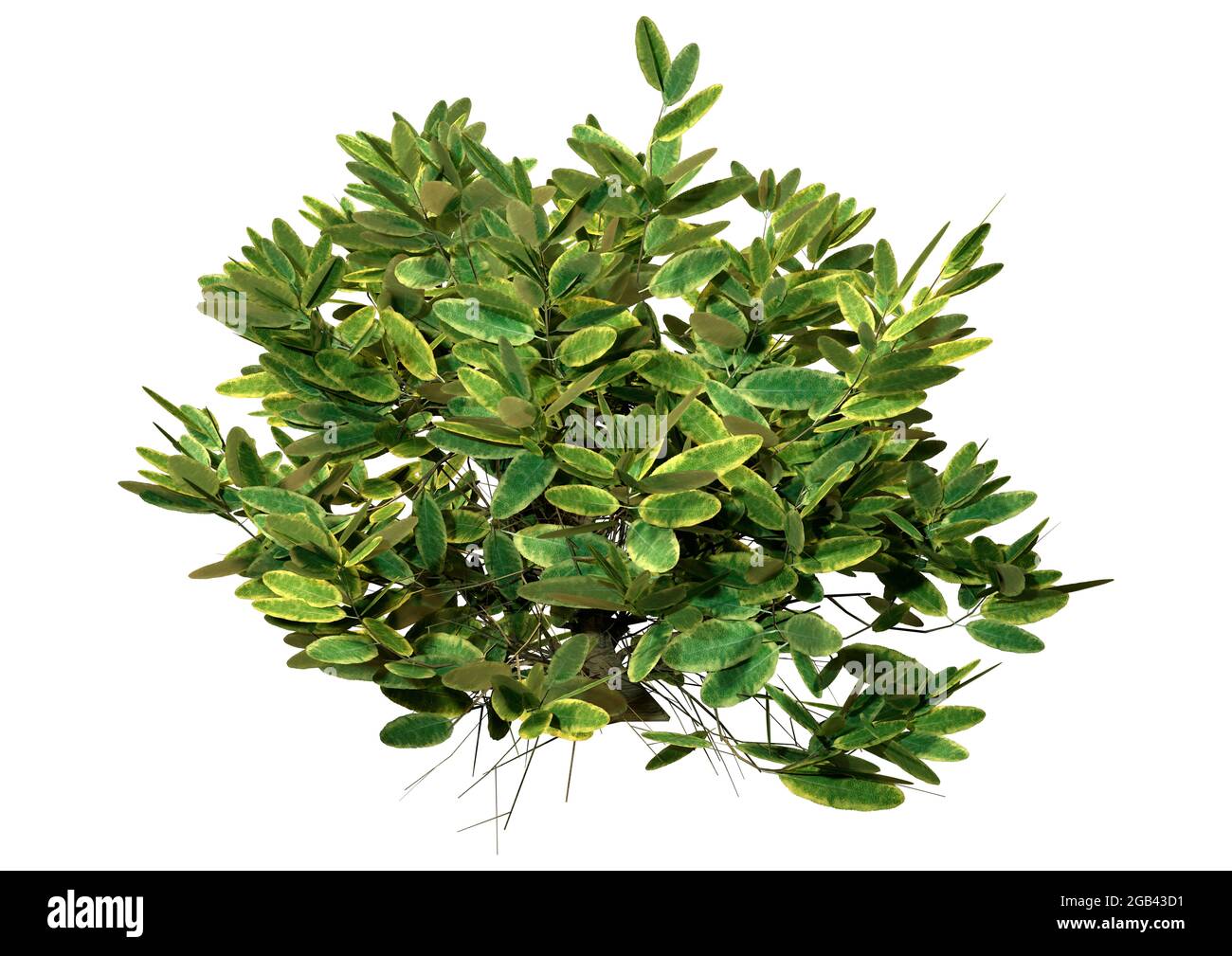 3D rendering of a green sage plant isolated on white background Stock ...