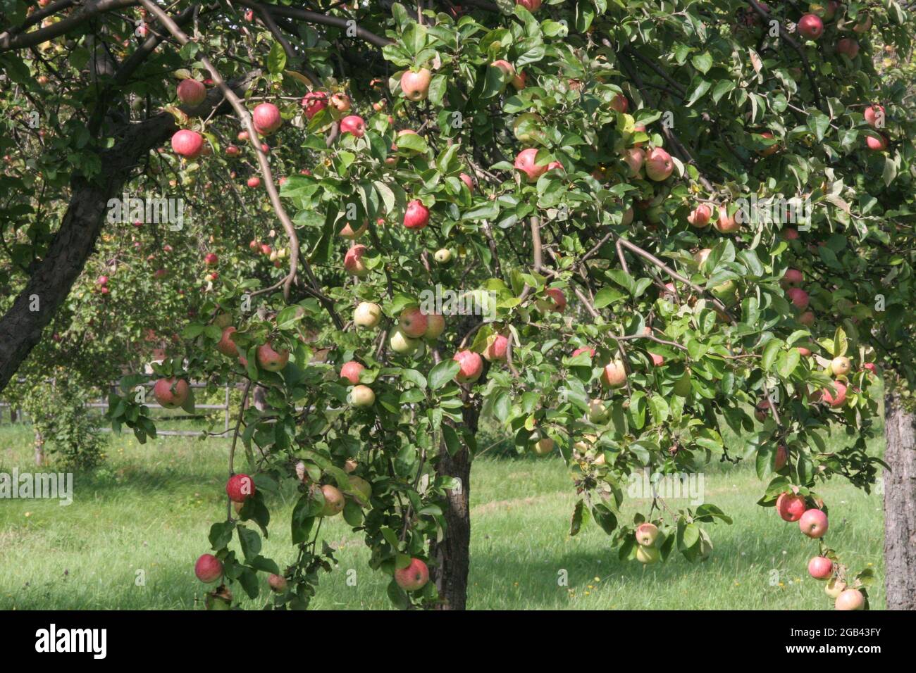 Tree court hi-res stock photography and images - Alamy