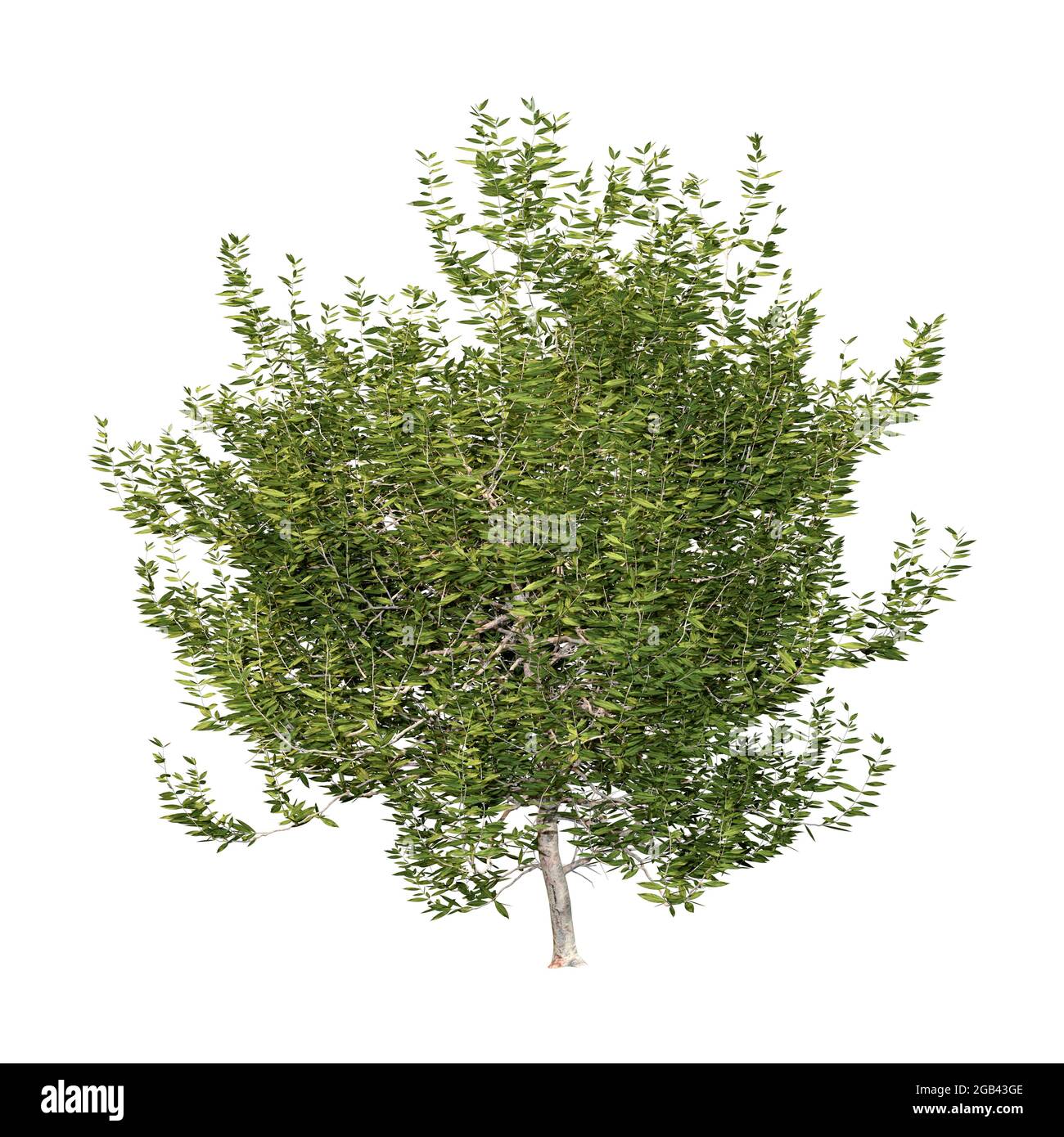 3D rendering of a green bay tree or Pimenta racemosa isolated on white ...