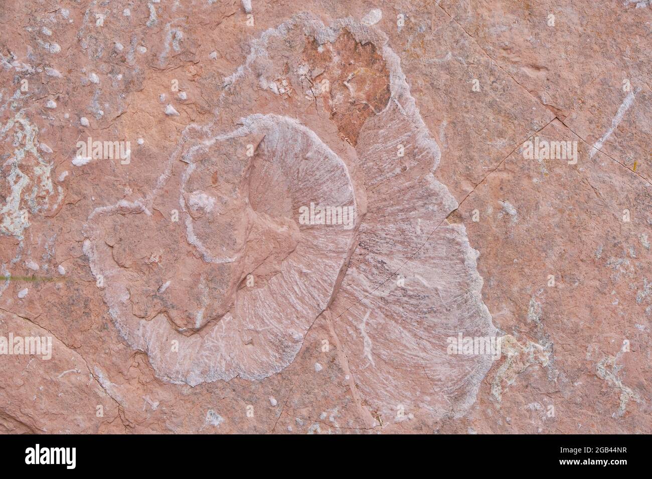 Fossil shell sandstone hi-res stock photography and images - Alamy