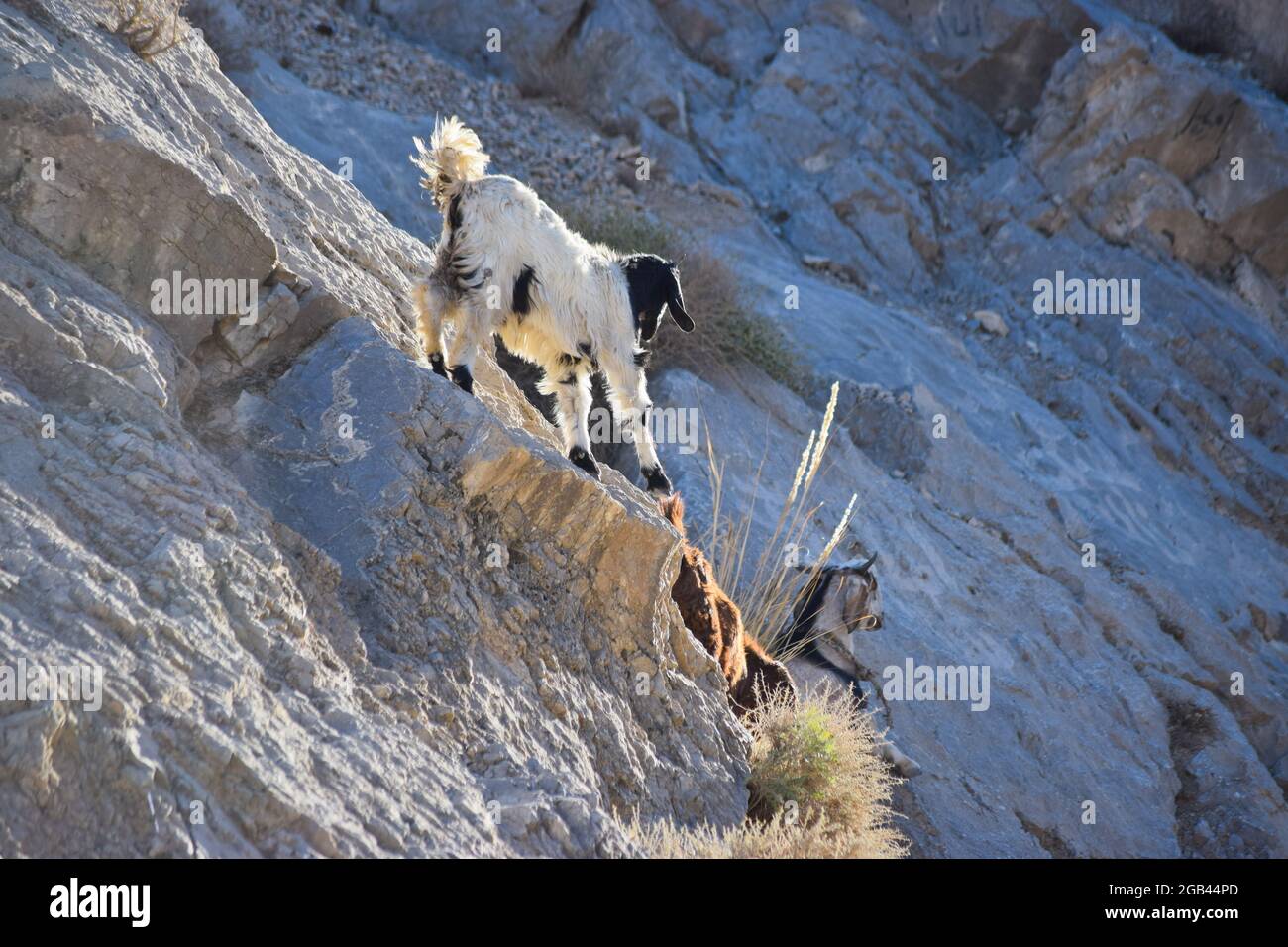 Goat on mountain eating grass landscape horizontal outdoors photography ...