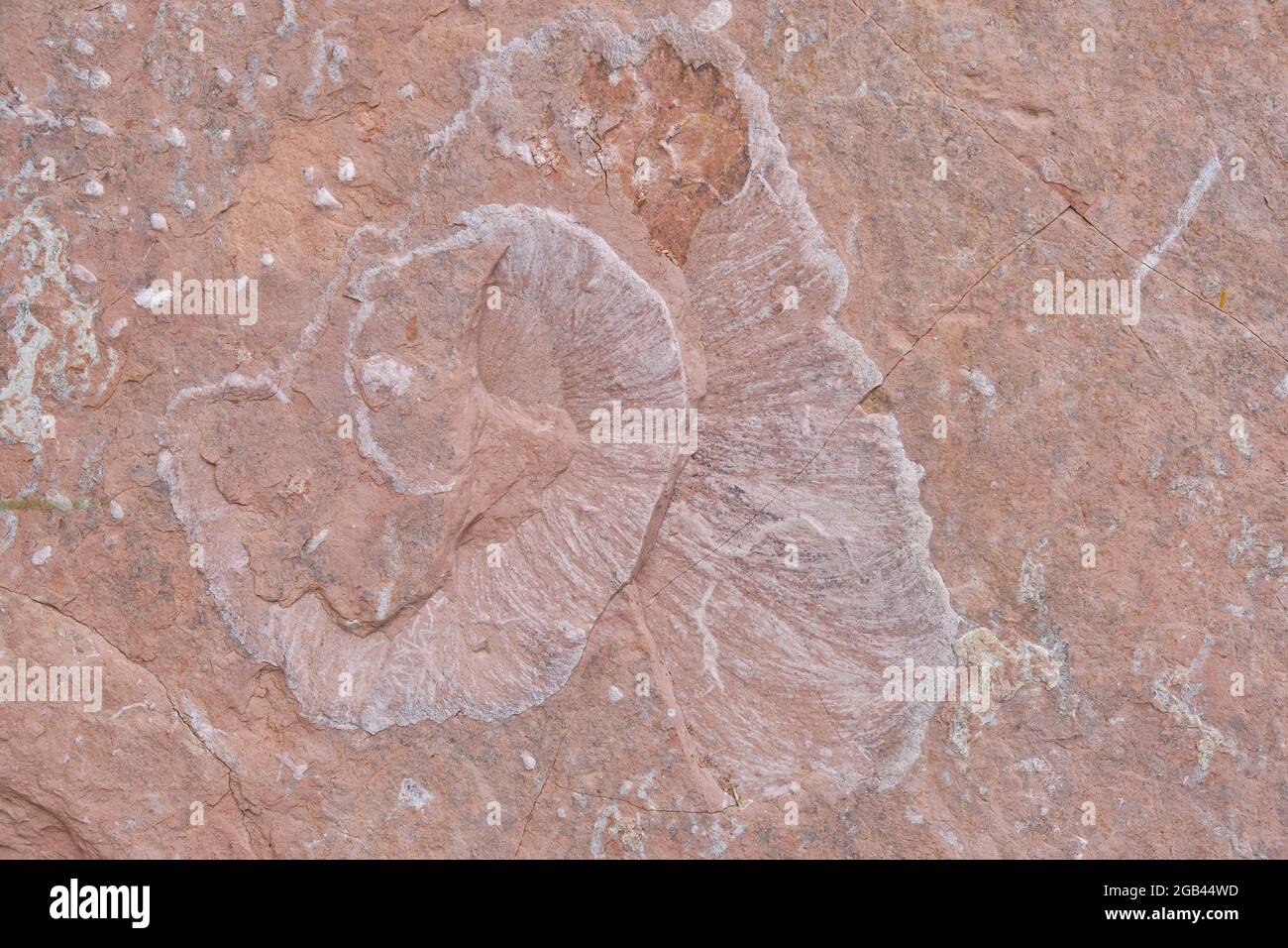 Fosiles hi-res stock photography and images - Alamy