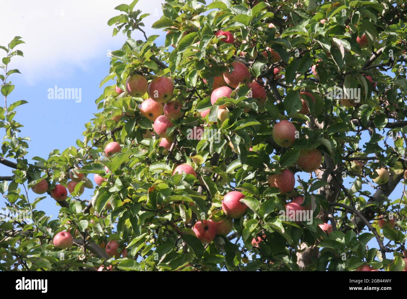 Tree court hi-res stock photography and images - Alamy