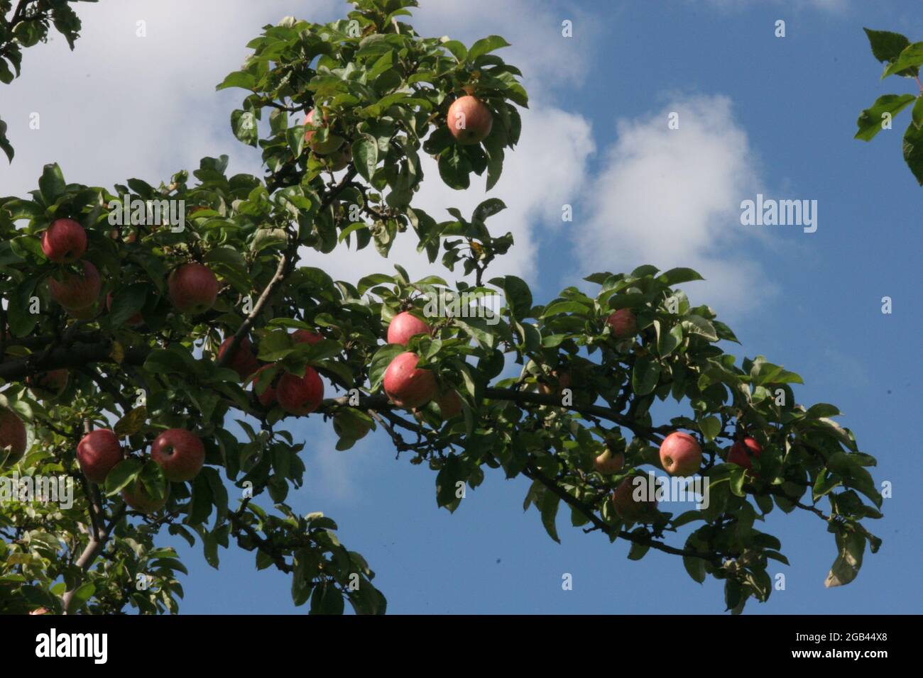 Apple tree, malus mill, apples on the tree, court Stock Photo - Alamy