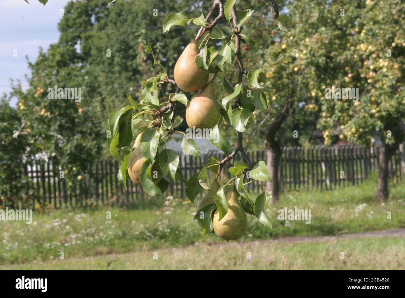 Pear tree pyrus communis hi-res stock photography and images - Alamy