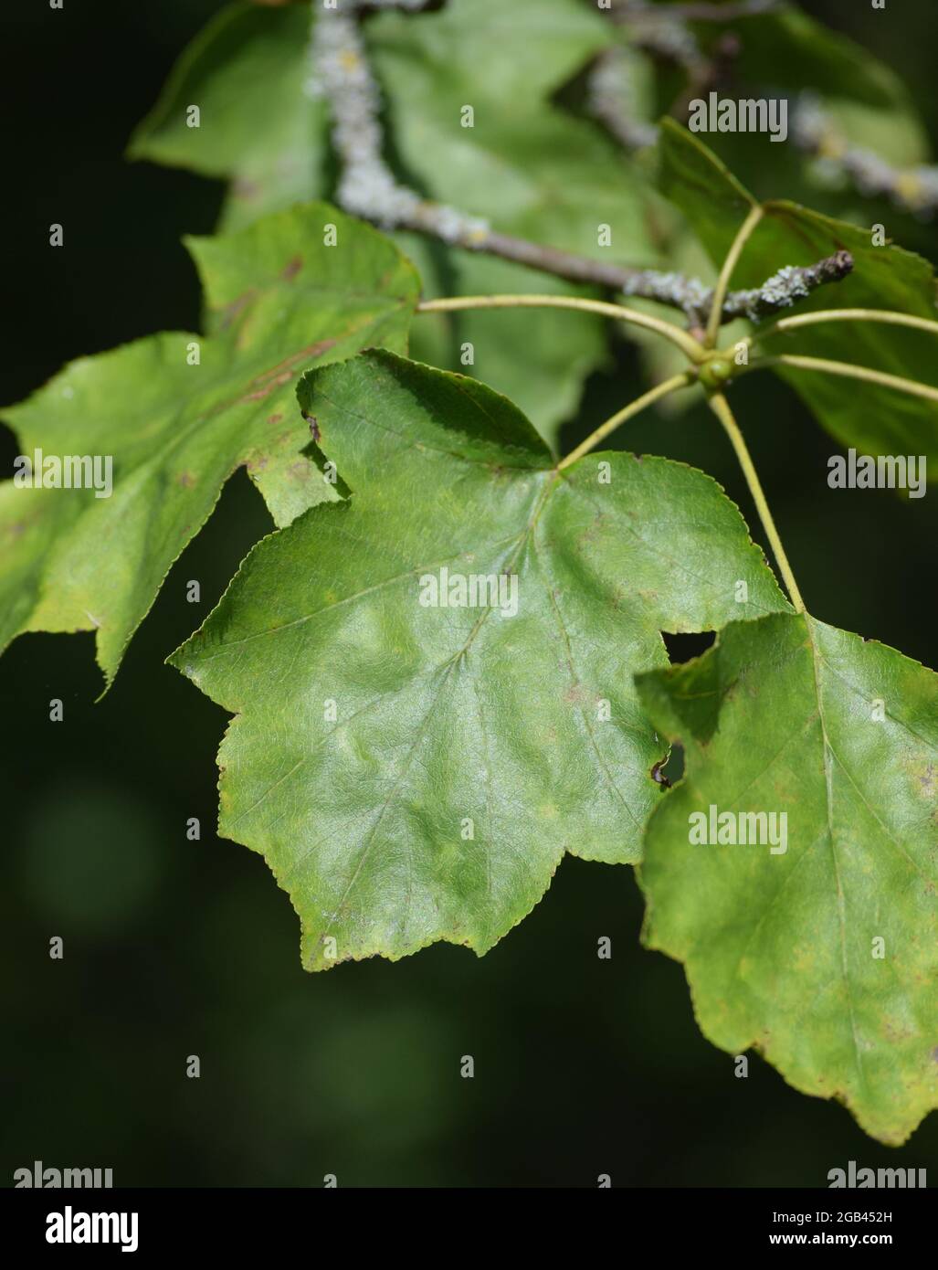 beautiful Macro of a Service tree leaf Stock Photo - Alamy