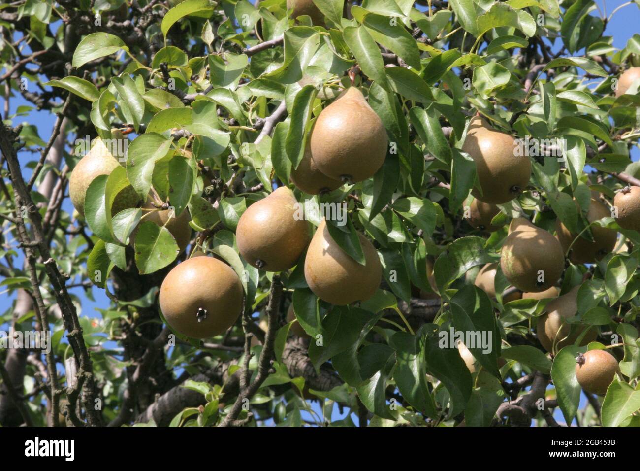 Pear tree court hi-res stock photography and images - Alamy