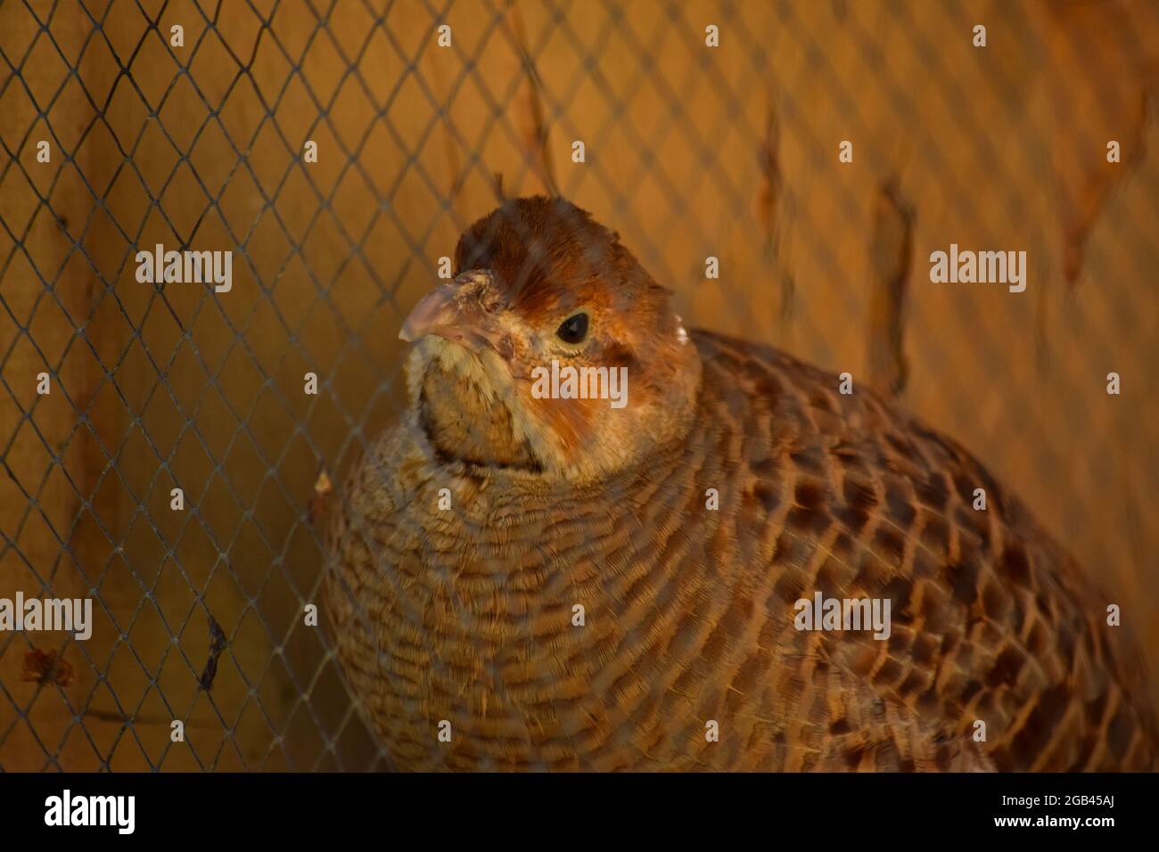 Chukar small bird species hi-res stock photography and images - Alamy