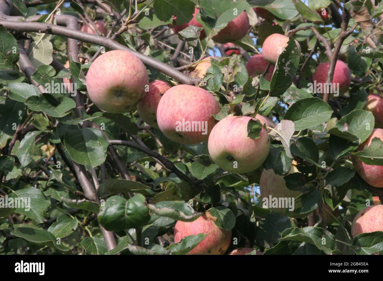 Apple tree, malus mill, apples on the tree, court Stock Photo - Alamy