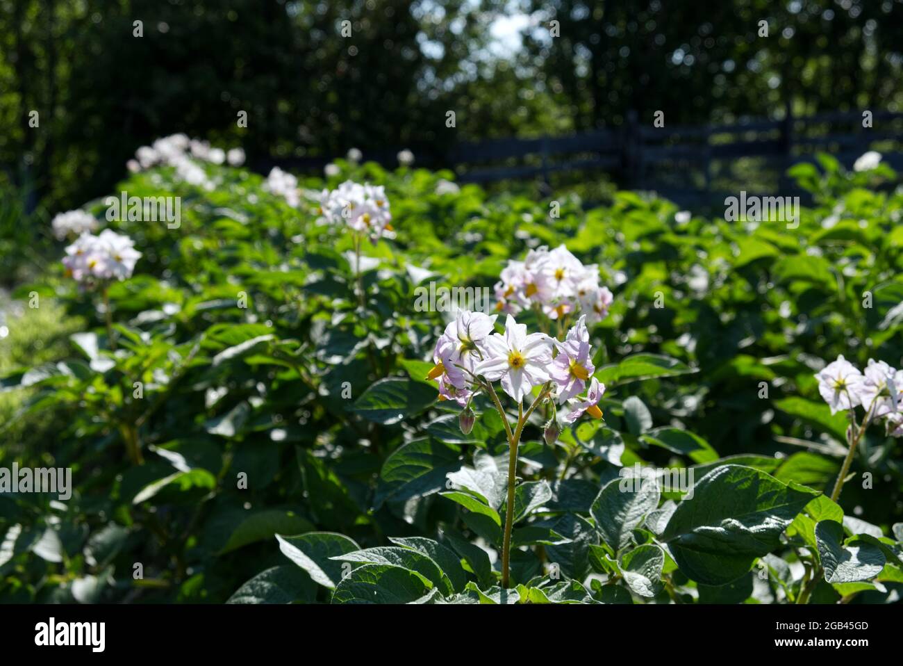 Beautiful potato field with flowers at summer day in Furano Township ...