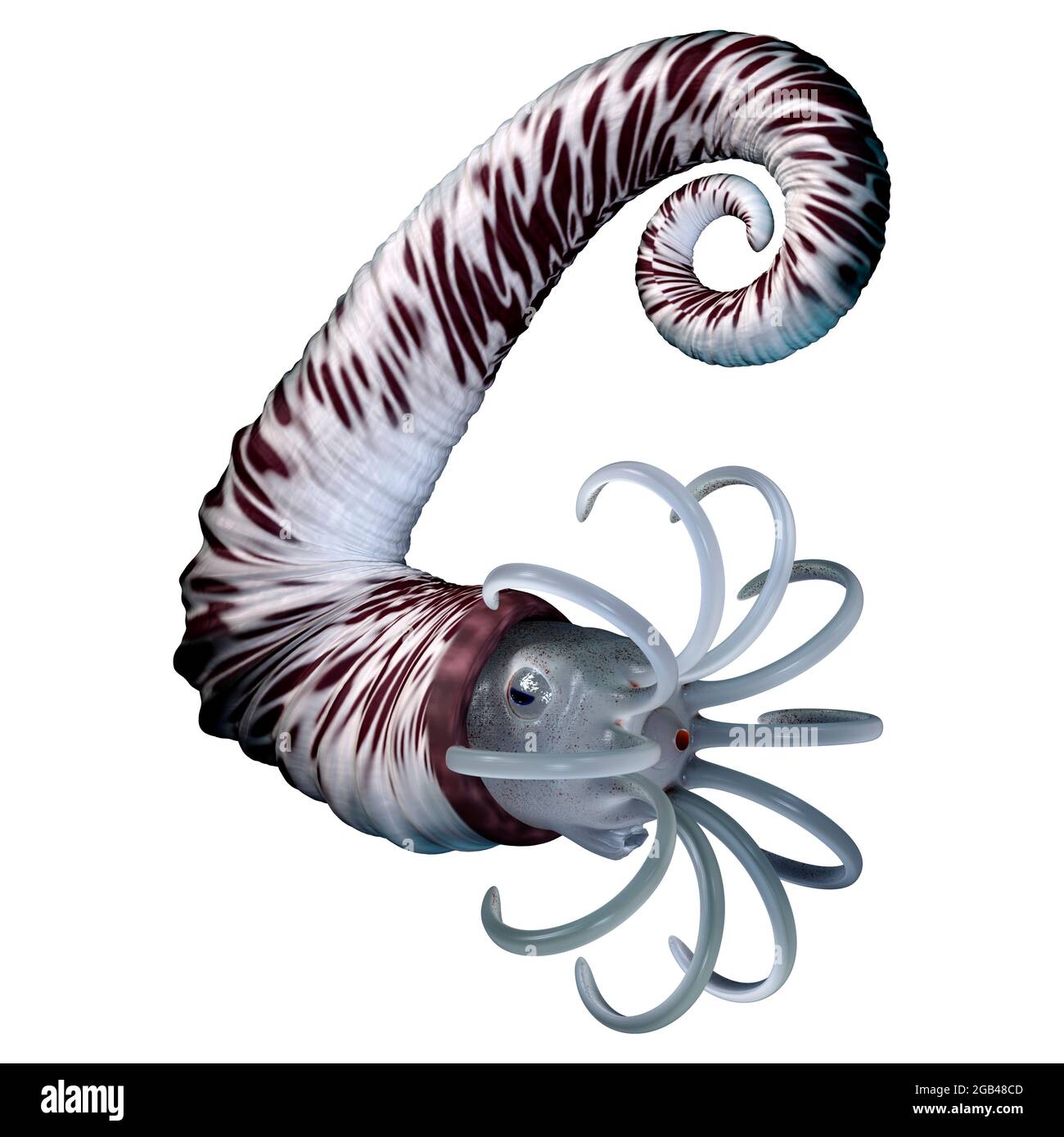 3D rendering of an Audouliceras, extinct shelled cephalopod animal ...