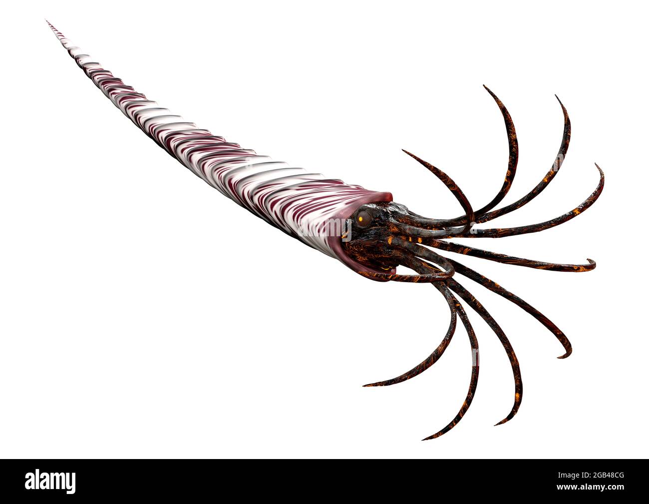 3D rendering of a Baculites, extinct shelled cephalopod animal isolated ...