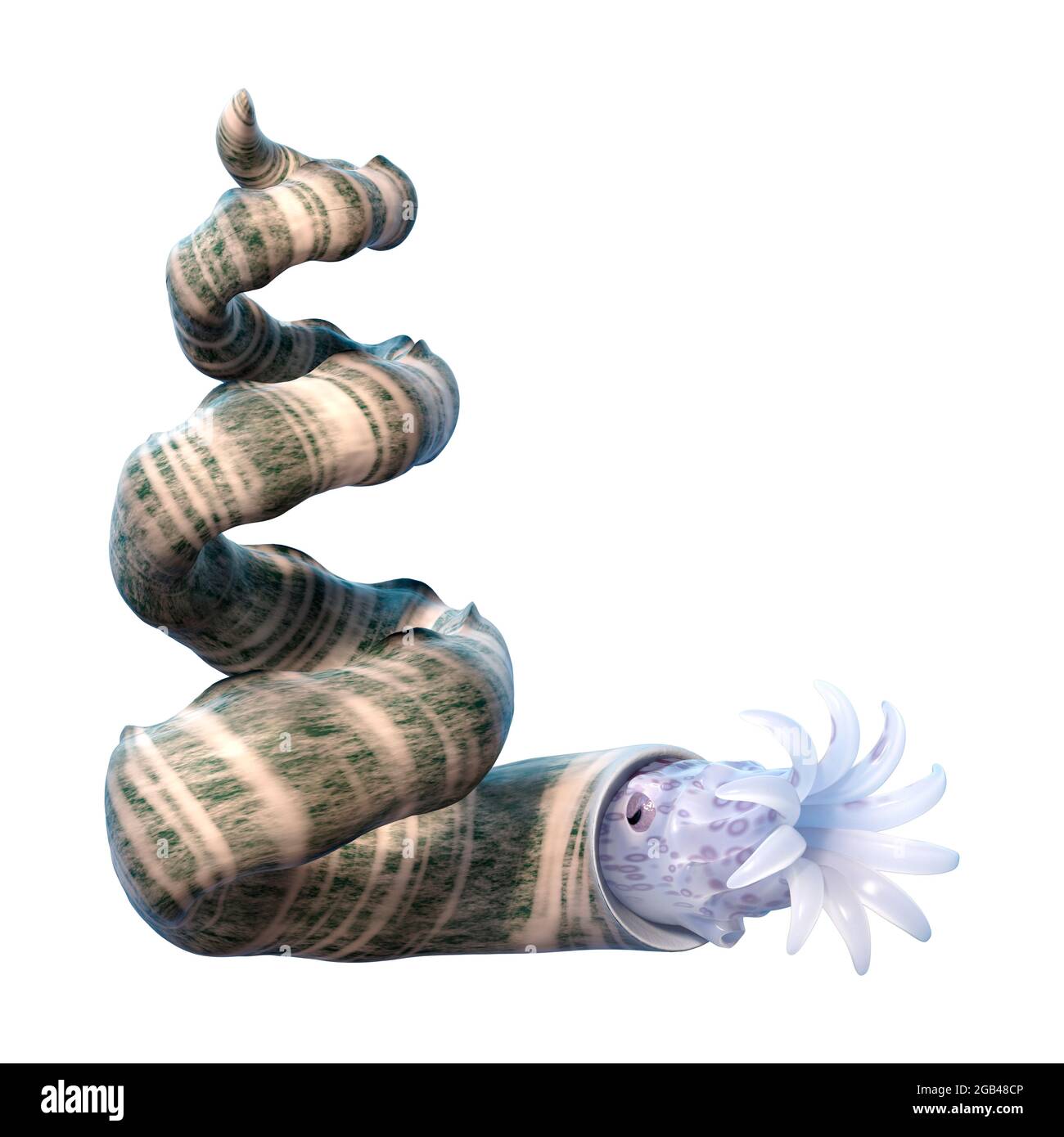 3D rendering of a Bostrychoceras, extinct shelled cephalopod animal ...