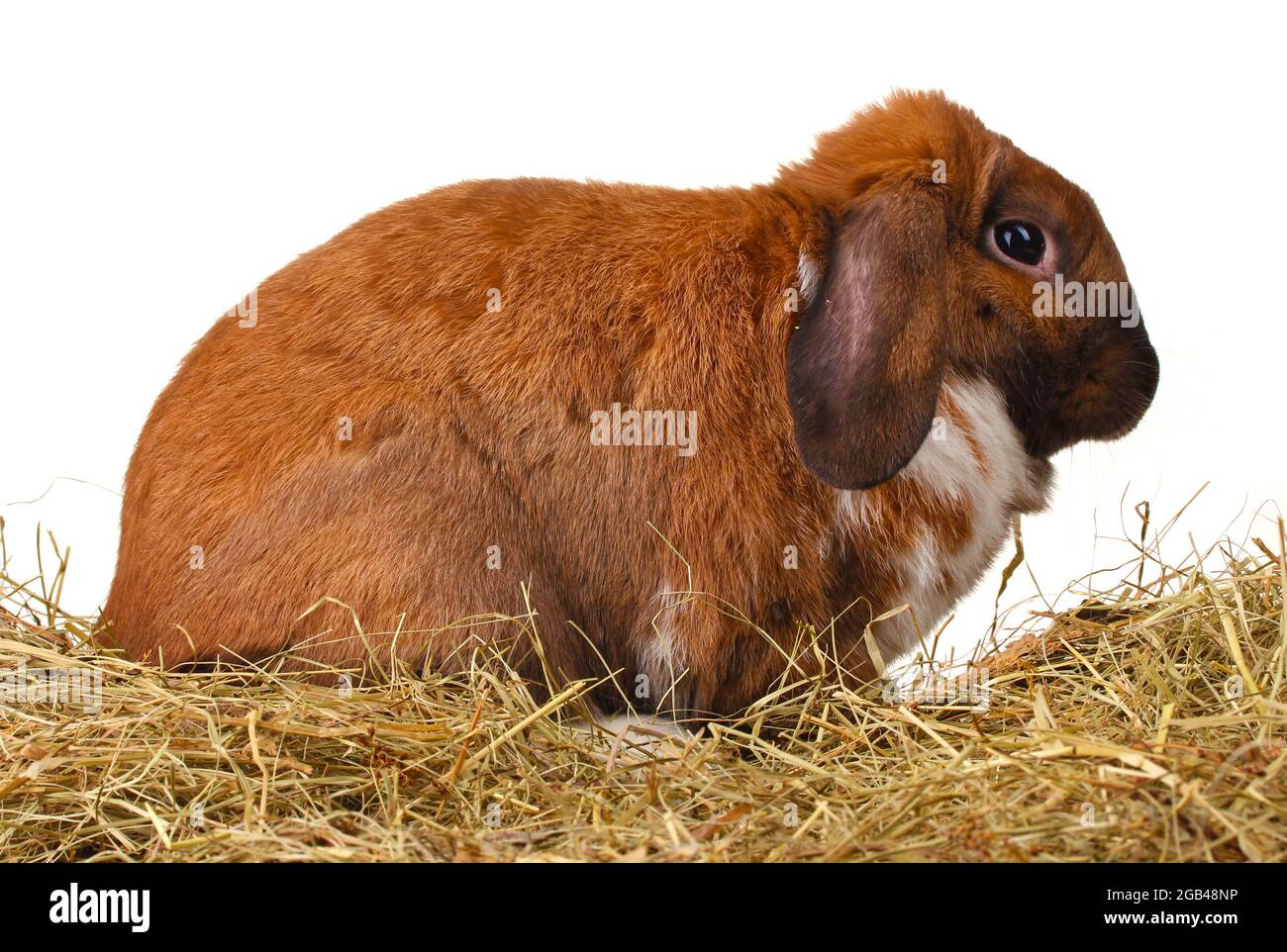 Lop-eared rabbit in a haystack on white background Stock Photo - Alamy